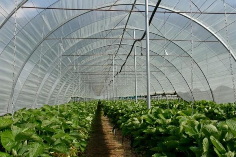 Agricultural & Horticultural Textiles | Nolan